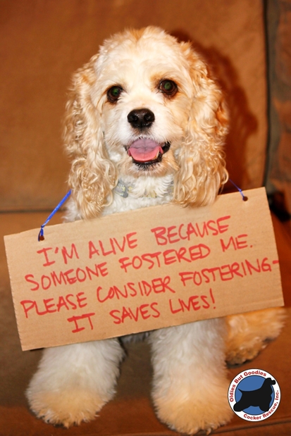 Save a Life: Foster! | Oldies But Goodies Cocker Rescue