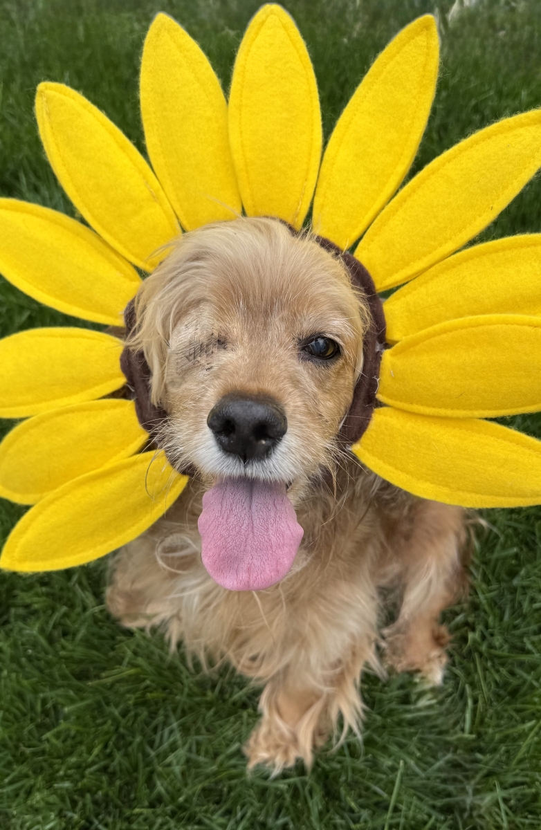 Get Lucky - Adopt Clover! | Oldies But Goodies Cocker Rescue