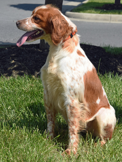 Hannah | Oldies But Goodies Cocker Rescue
